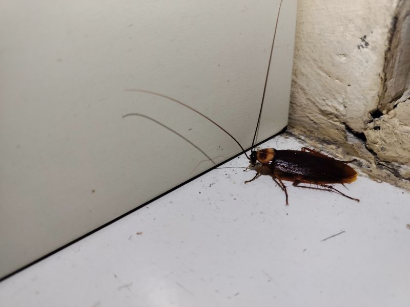 Get Cockroach Fumigation - Schedule Service Today